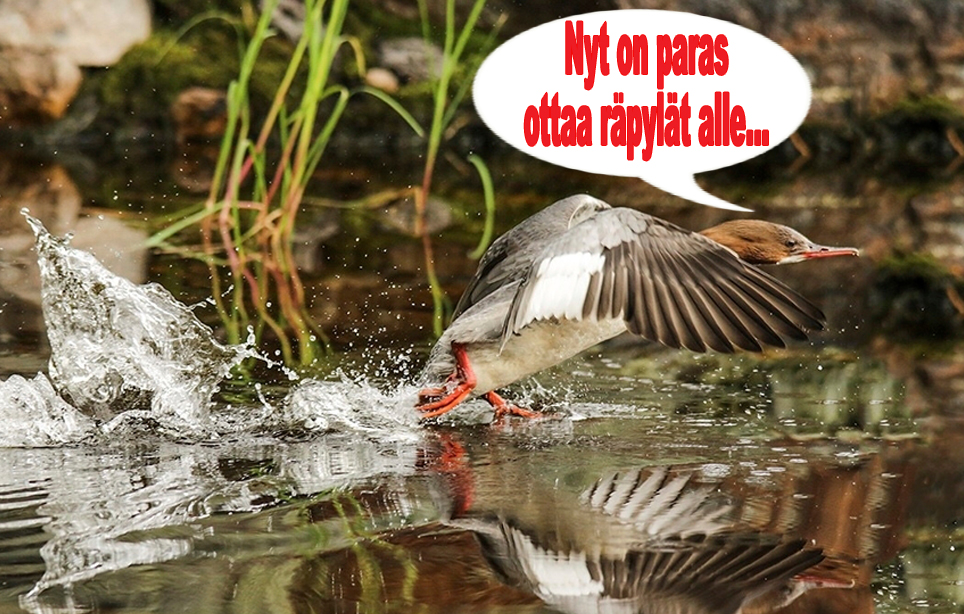 TÄSSÄ ON VIIKON HAUSKA KUVA - KATSO OLIKO SE SINUN!