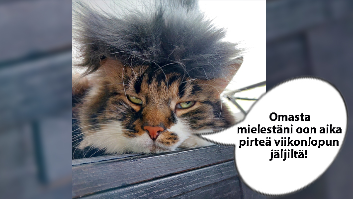 TÄSSÄ ON VIIKON HAUSKA KUVA - KATSO OLIKO SE SINUN!