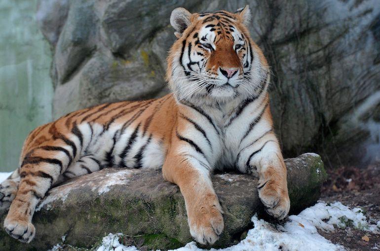 Tiikeri raateli aitaukseen kiivenneen turistin kuoliaaksi! | Seiska