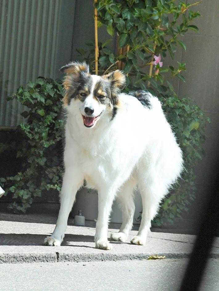 Paula Koivuniemi todisti rautaisen kuntonsa – kuvat iskelmälegendasta ...