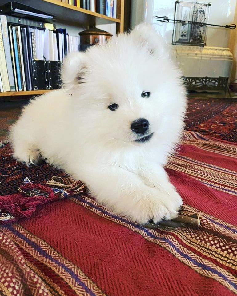 Minna Haapkylän puolisolle lemmikki oli shokki: ”Joanna oli, että nyt ...