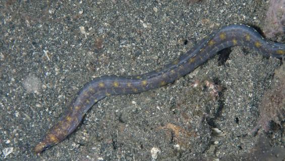 ankerias - Uutiset | Seiska