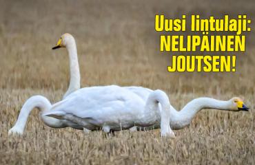 TÄSSÄ ON VIIKON HAUSKA KUVA - KATSO OLIKO SE SINUN!